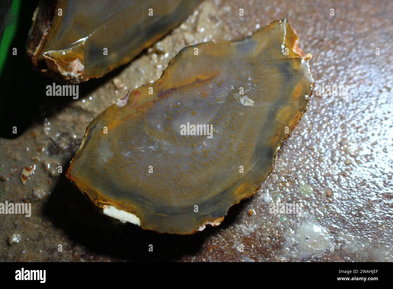 Raw cut of a patterned flint nodule cut with a diamond saw Stock Photo ...