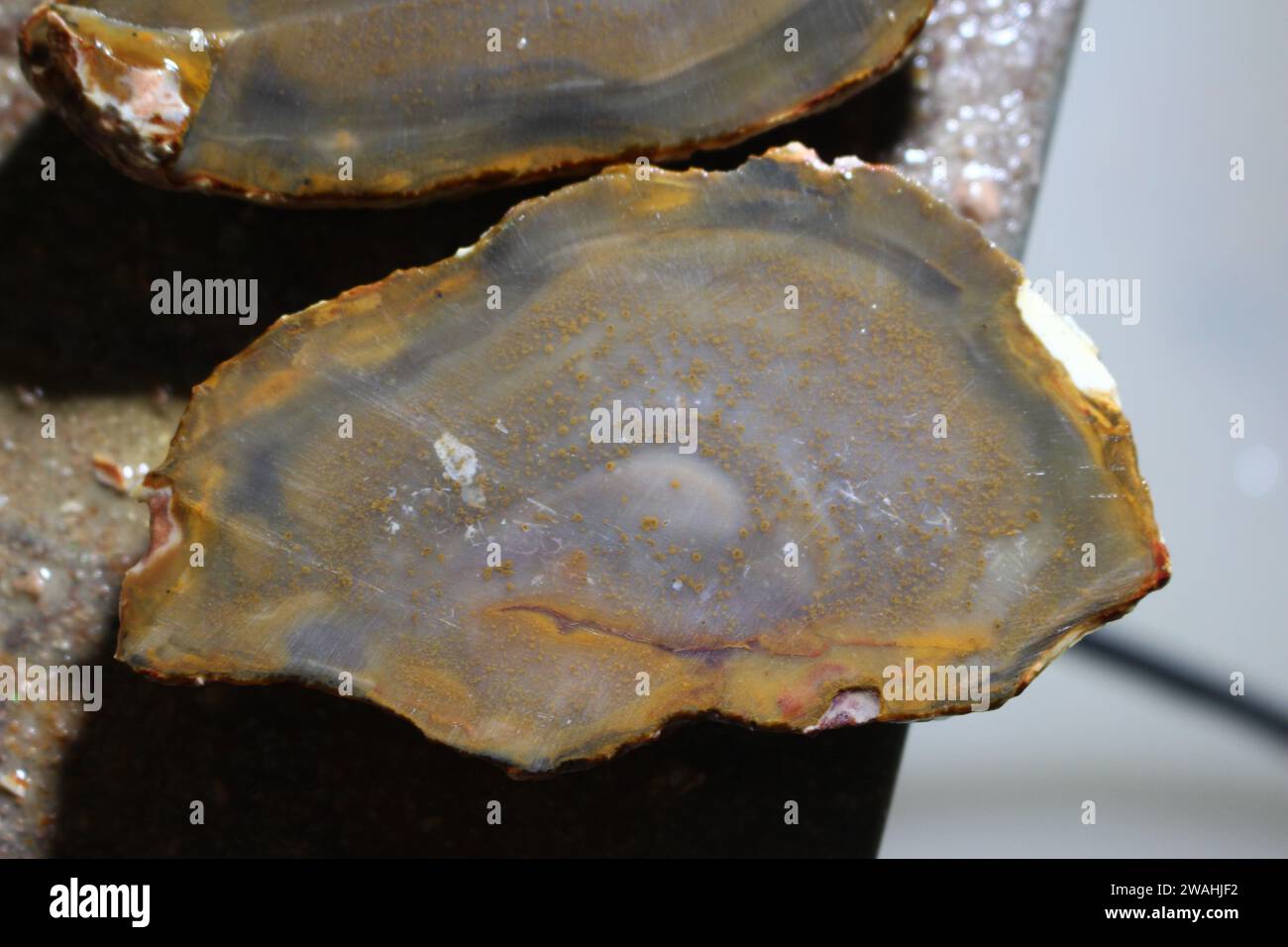 Raw cut of a patterned flint nodule cut with a diamond saw Stock Photo - Alamy