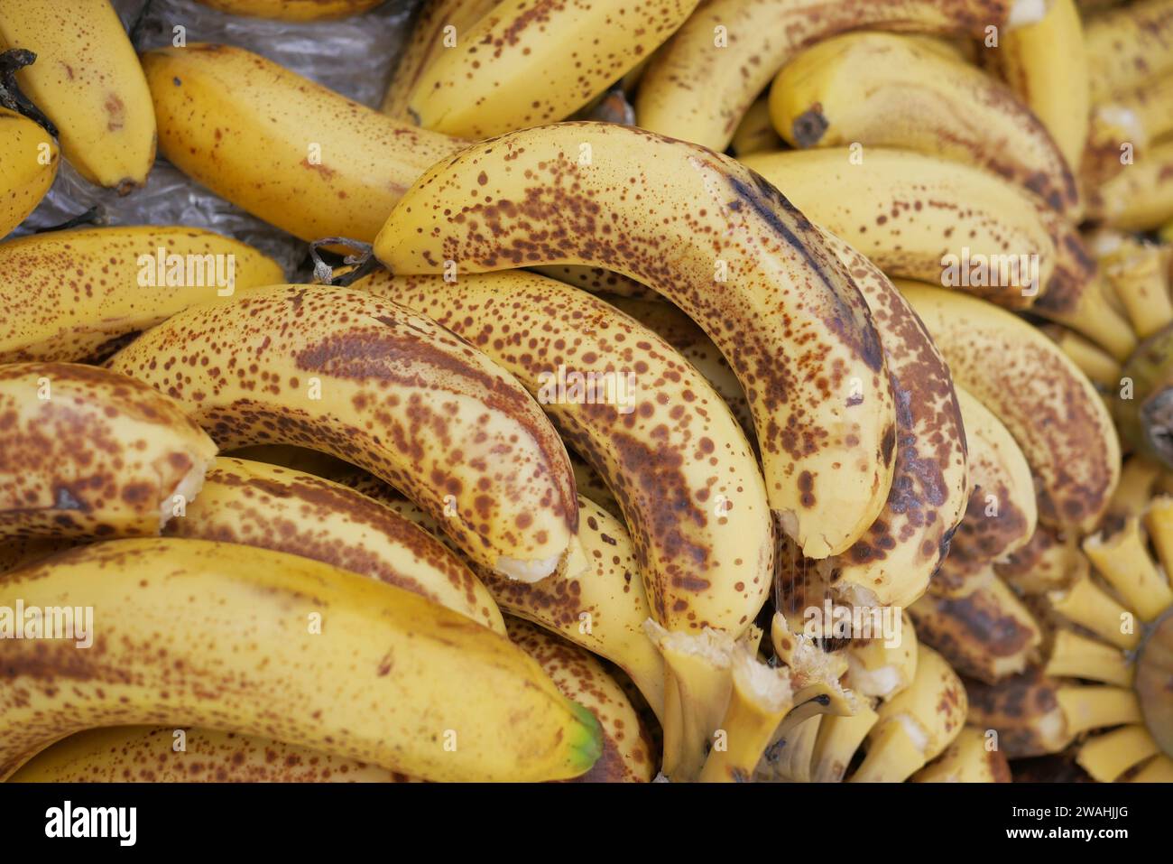 comparing rotten banana with a ripe banana on a white background Stock ...