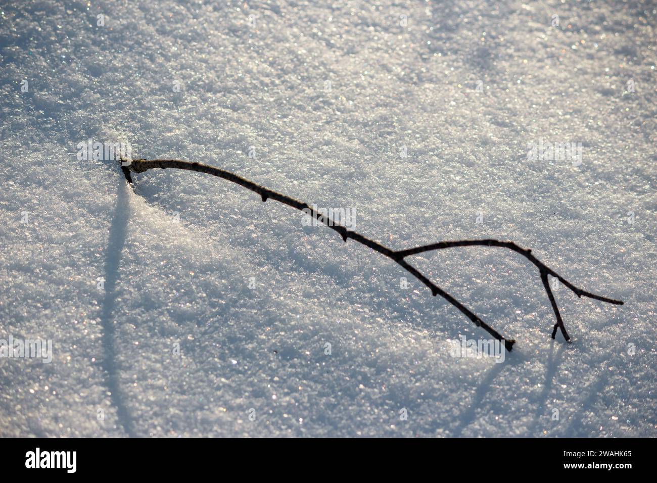 Tree branch sticking out hi-res stock photography and images - Alamy