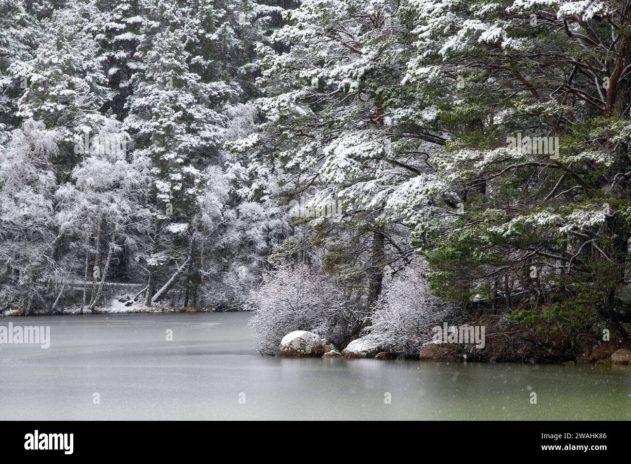 Frozen Loch Garten in the snow. Highlands, Scotland Stock Photo - Alamy
