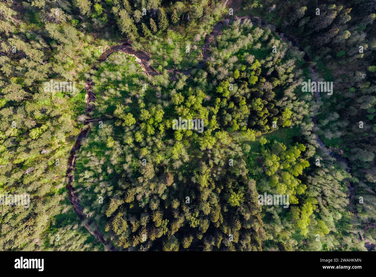 A high altitude view of a river loop in a wild forested area. Borinka ...