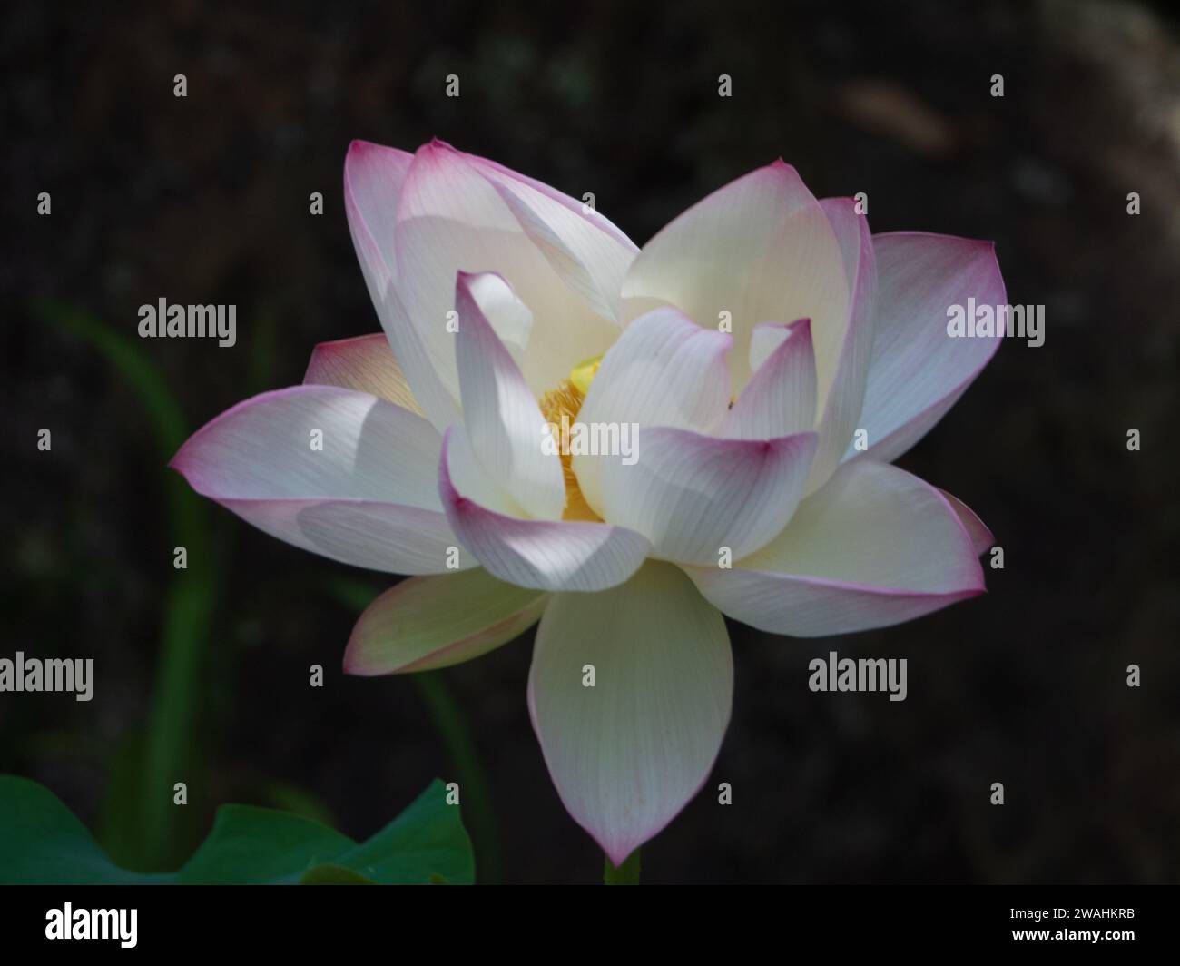 Lotus Flower in bloom, large white with pink tipped petals, illuminated ...