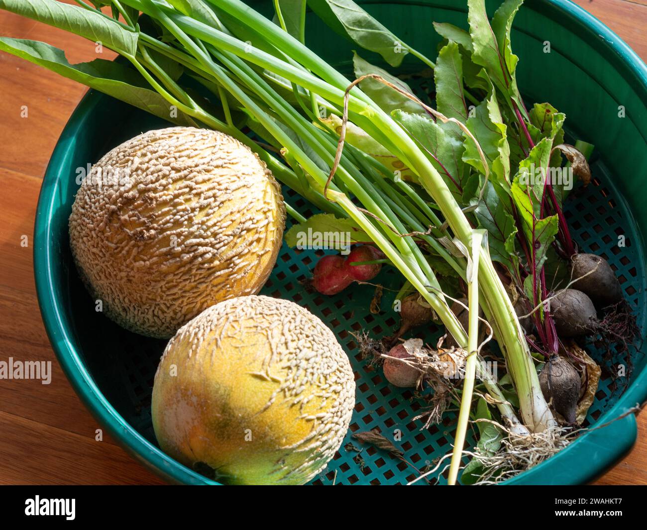 A bucket of vegetable garden produce including rockmelons, shallots and ...