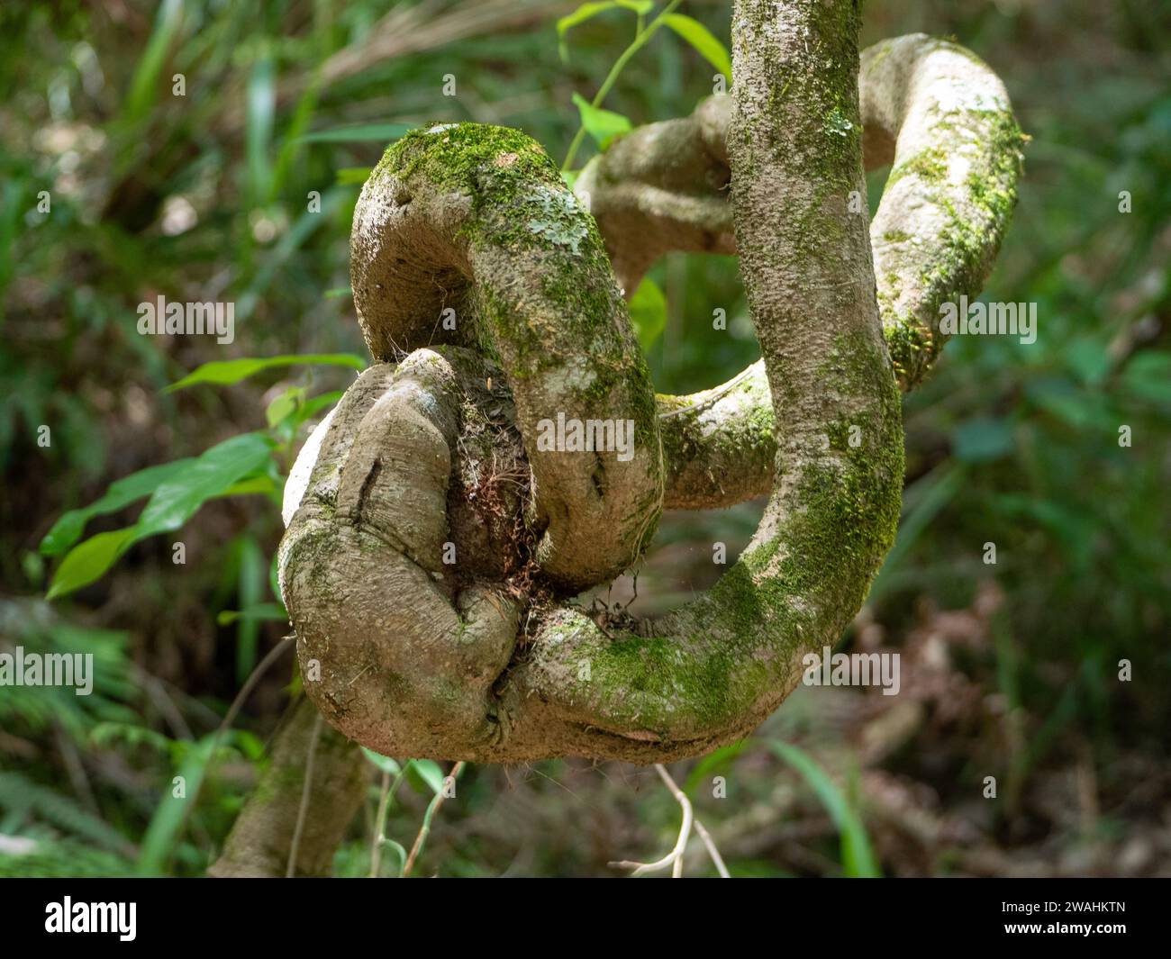 Twisty vine hi-res stock photography and images - Alamy