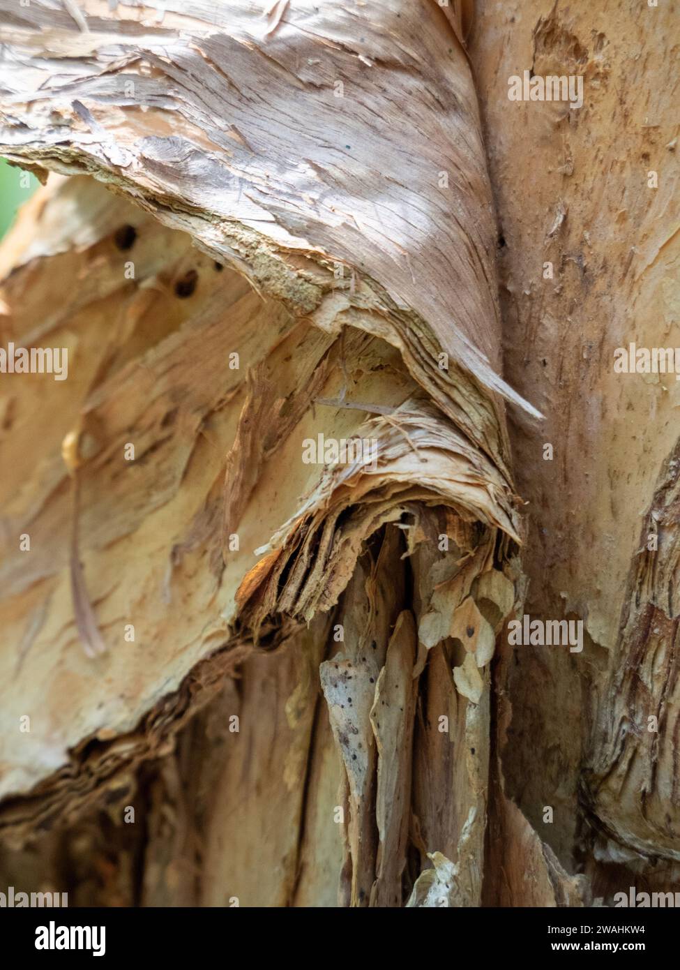 Layers of papery bark on a Paperbark tree peeling off downwards Stock ...