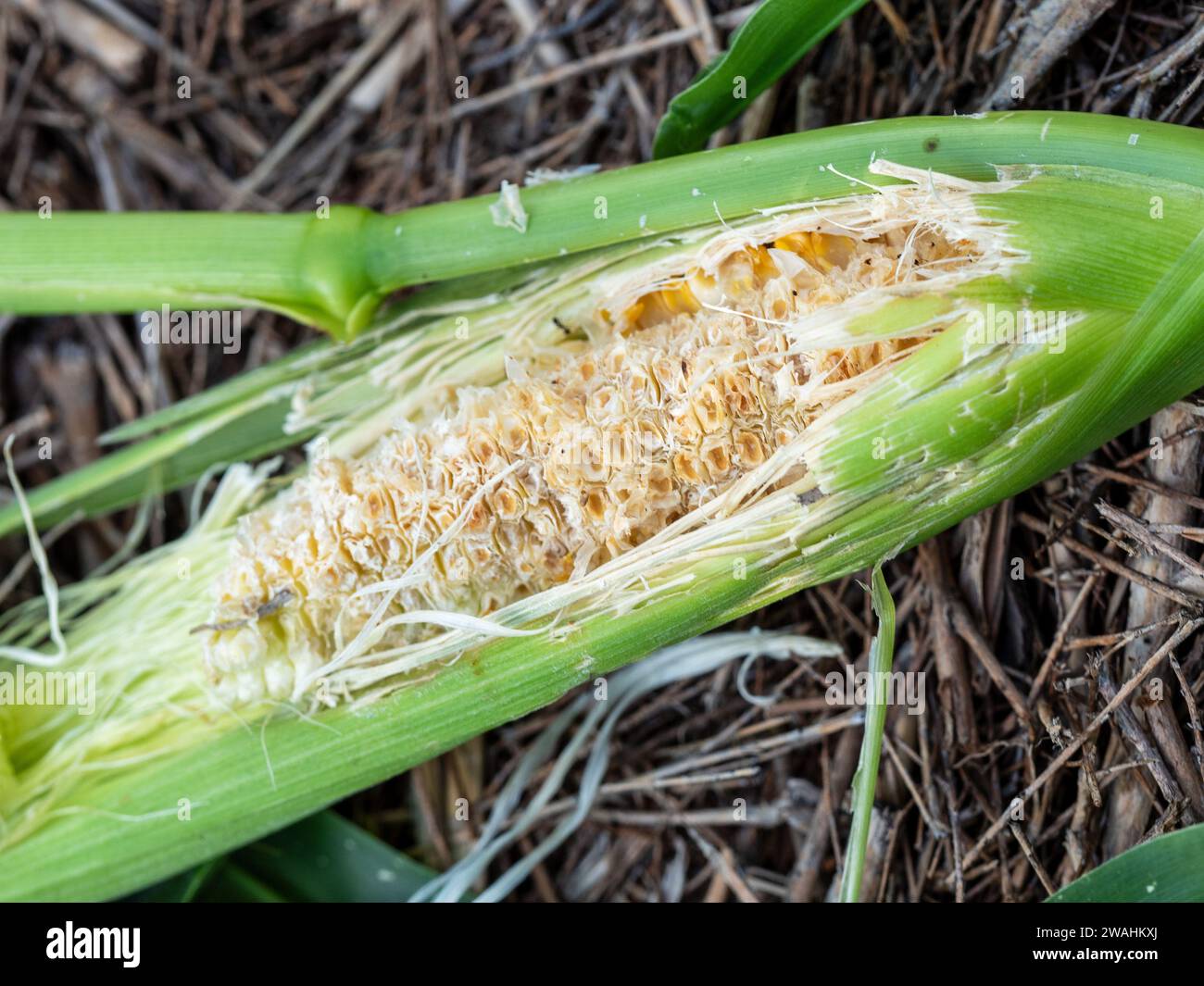 Somethings been eating the corn cobs in the vegetable garden Stock ...