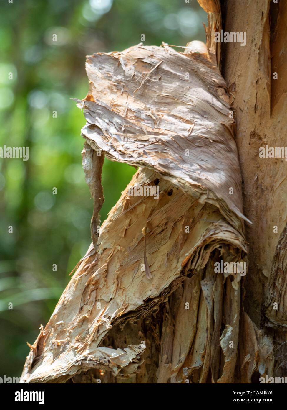 Layers of papery bark on a Paperbark tree peeling off downwards Stock ...