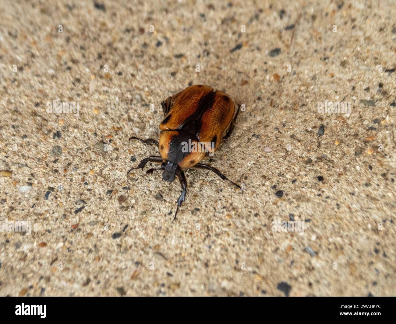 Australian native beetles hi-res stock photography and images - Alamy