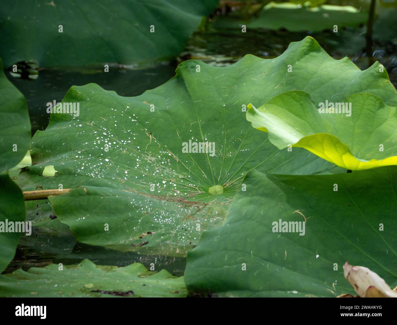 Rain sprinkled leaves hi-res stock photography and images - Alamy