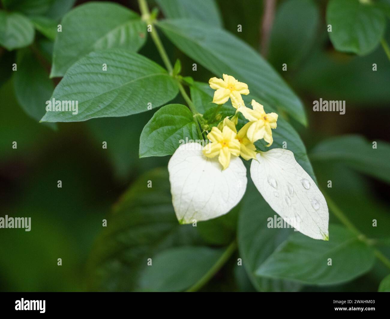 Pseudomussaenda flava aka White Wings yellow Star shaped flowers, white ...