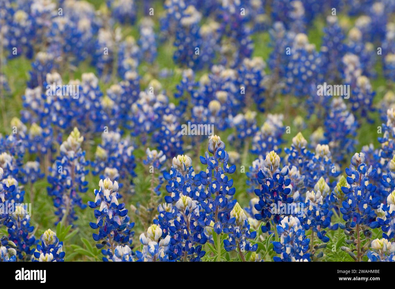 Texas bluebonnet field, Kerr Wildlife Management Area, Texas Stock ...