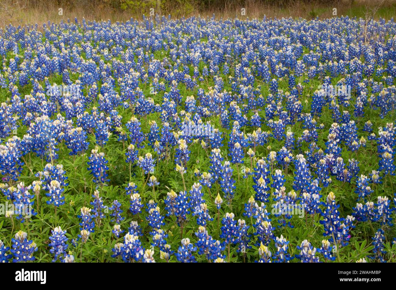 Texas bluebonnet field, Kerr Wildlife Management Area, Texas Stock ...