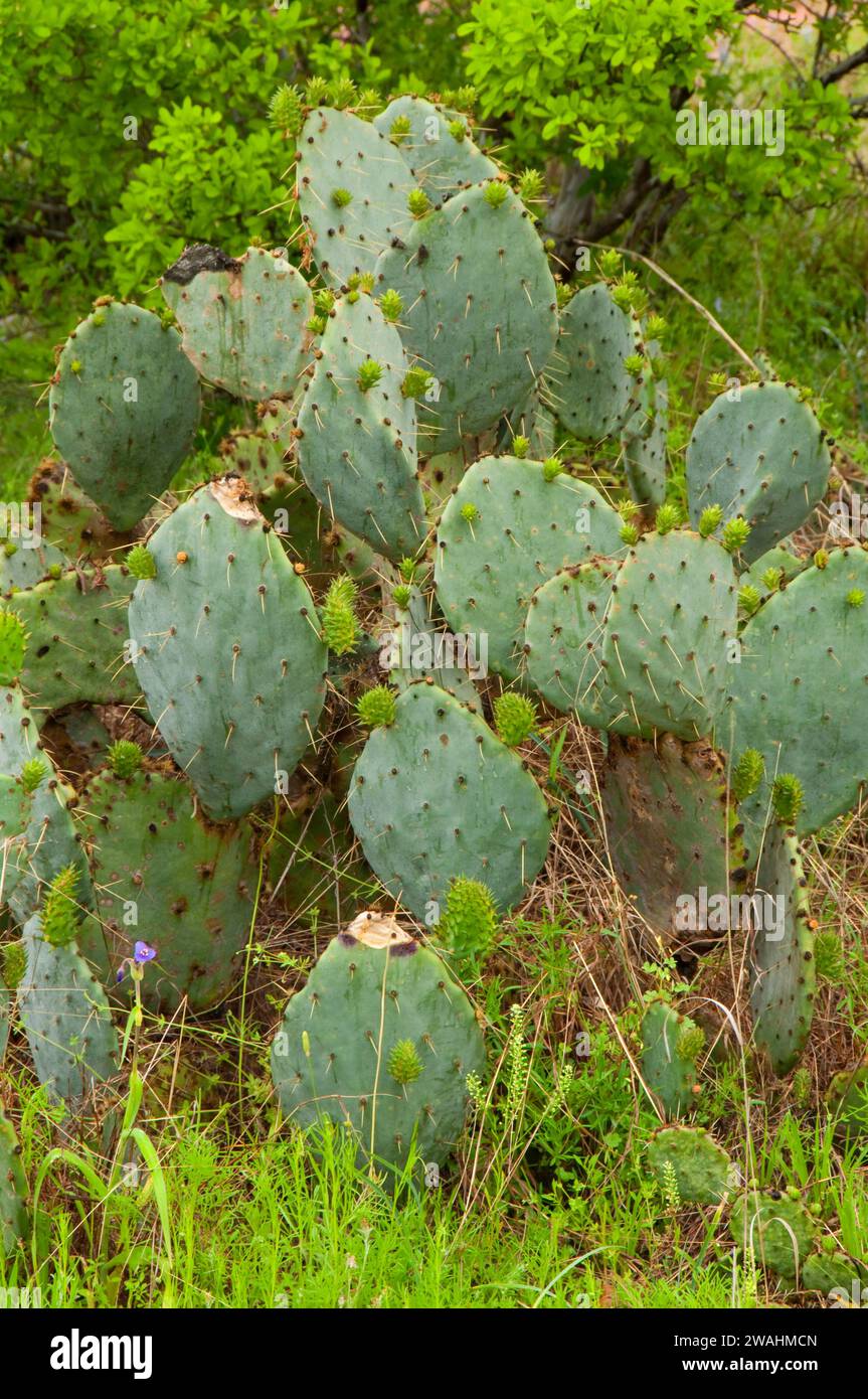 Prickly pear, Enchanted Rock State Park, Texas Stock Photo - Alamy