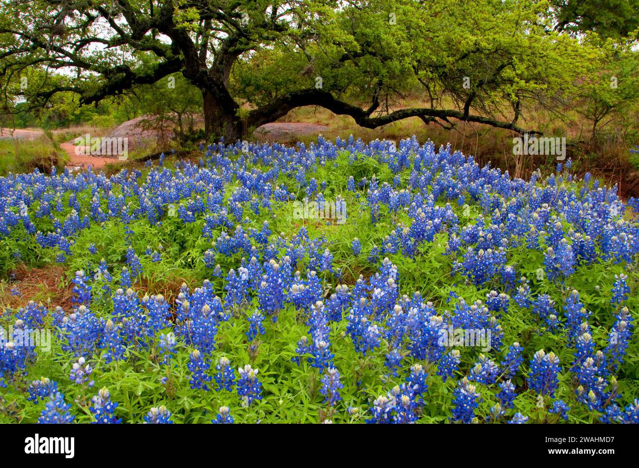 Texas bluebonnet field, Enchanted Rock State Park, Texas Stock Photo ...