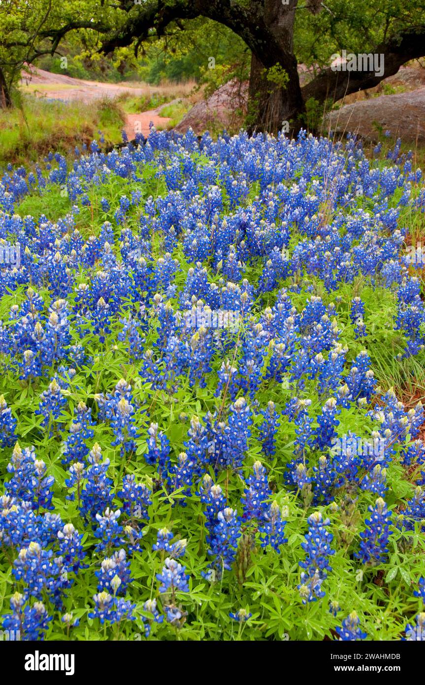 Texas bluebonnet field, Enchanted Rock State Park, Texas Stock Photo ...