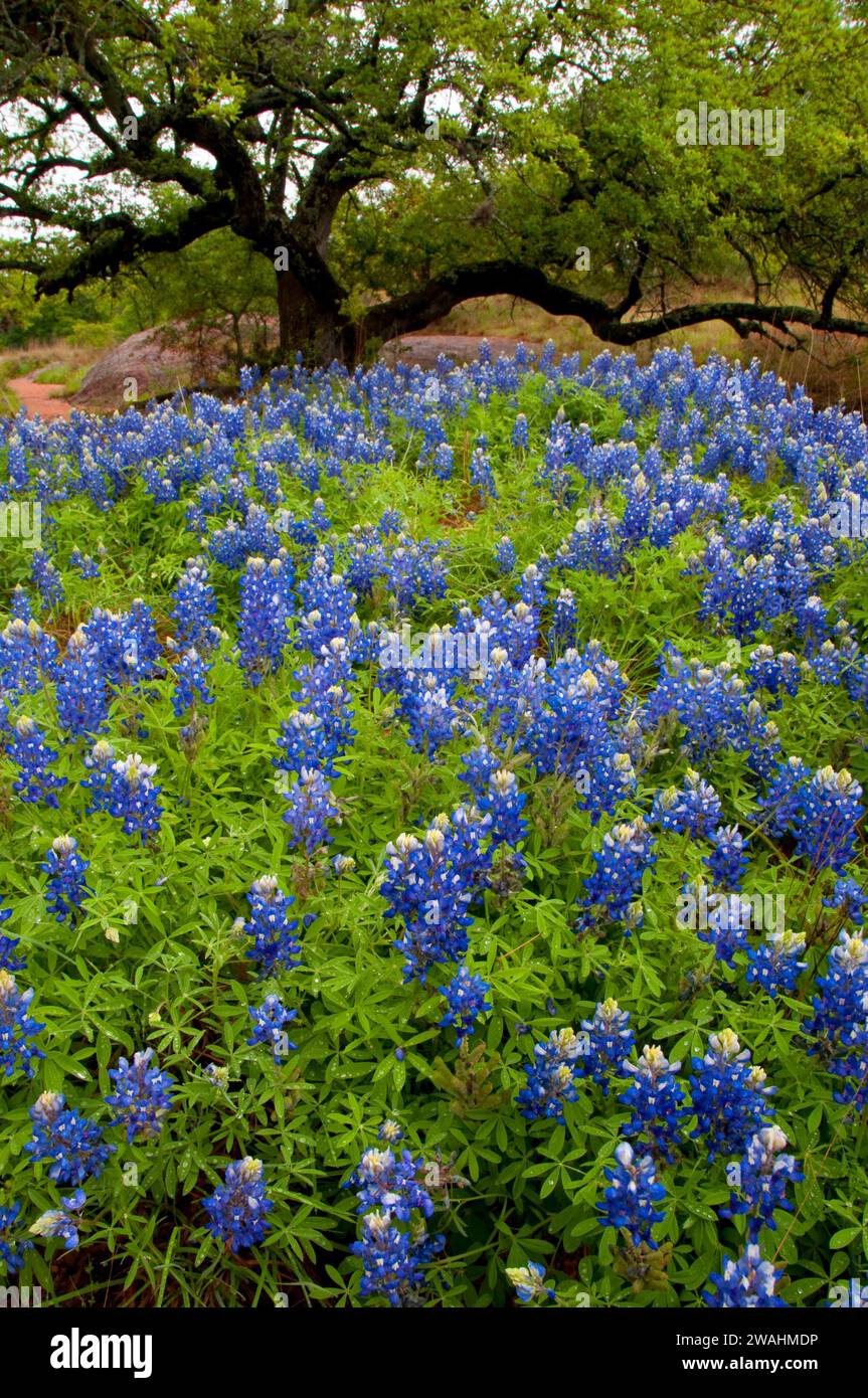 Texas bluebonnet field, Enchanted Rock State Park, Texas Stock Photo ...