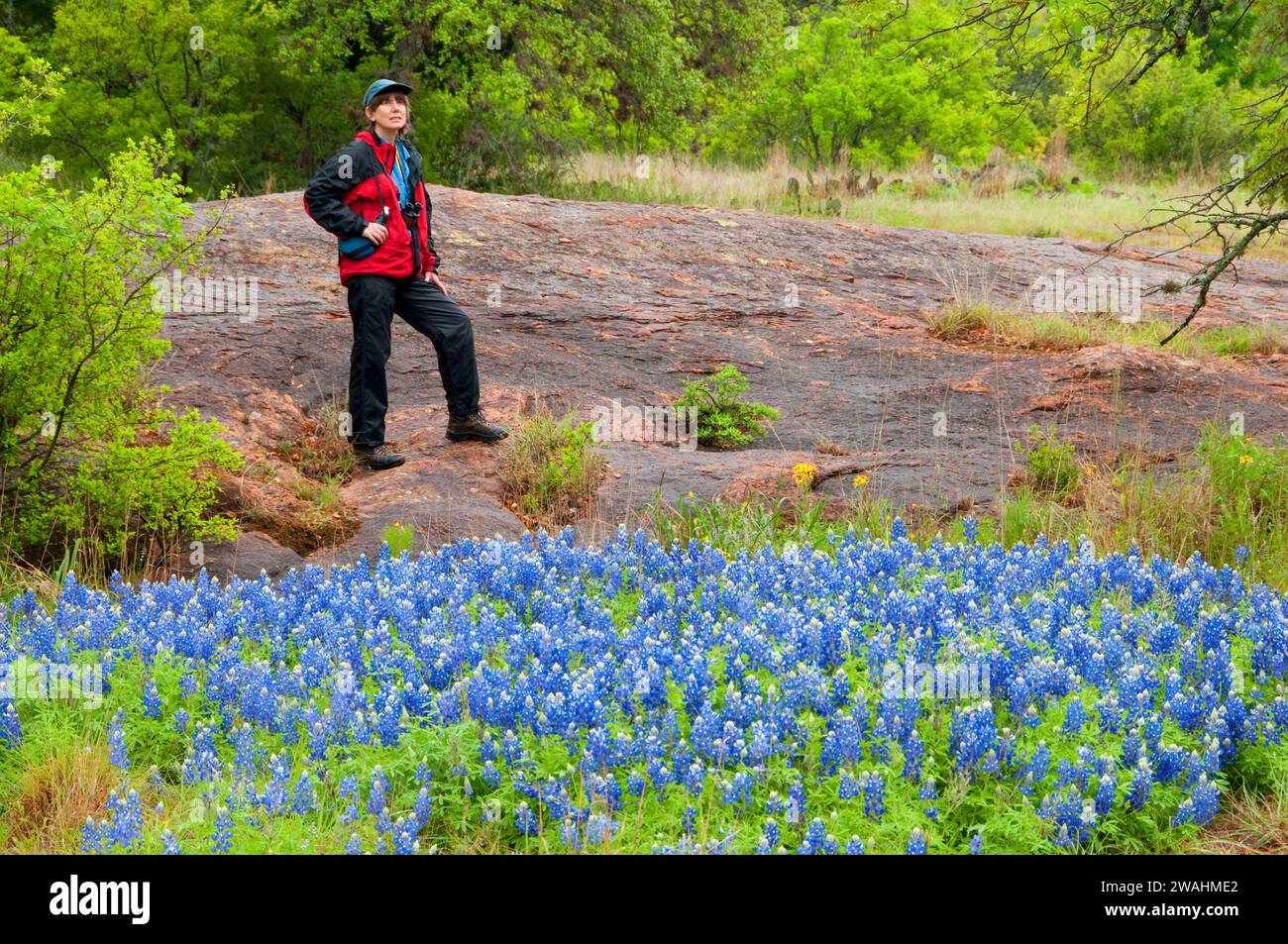 Texas bluebonnet field, Enchanted Rock State Park, Texas Stock Photo ...