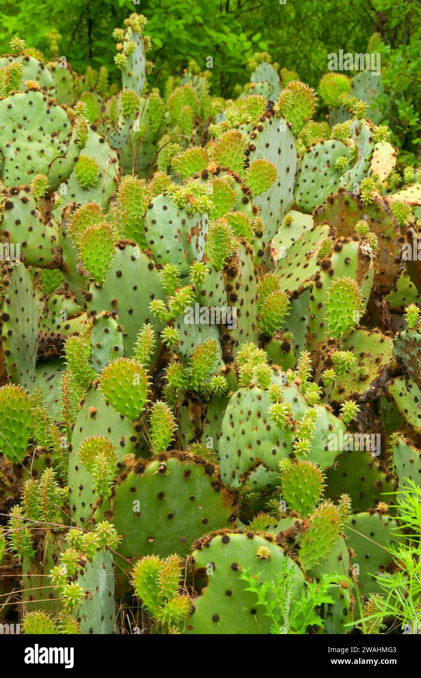 Prickly pear, Doeskin Ranch Unit-Balcones Canyonlands National Wildlife ...