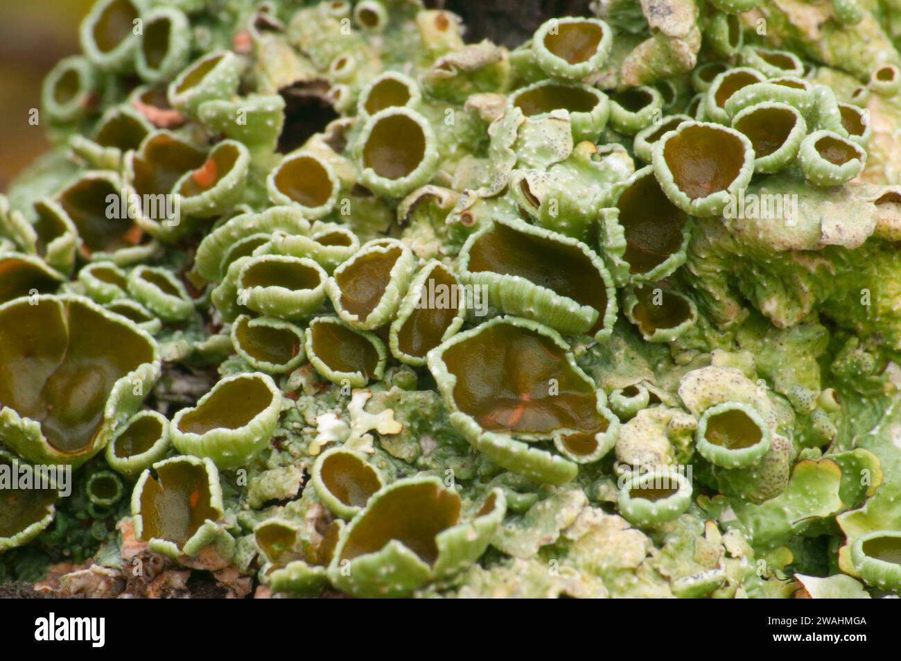Lichen, Doeskin Ranch Unit-Balcones Canyonlands National Wildlife ...