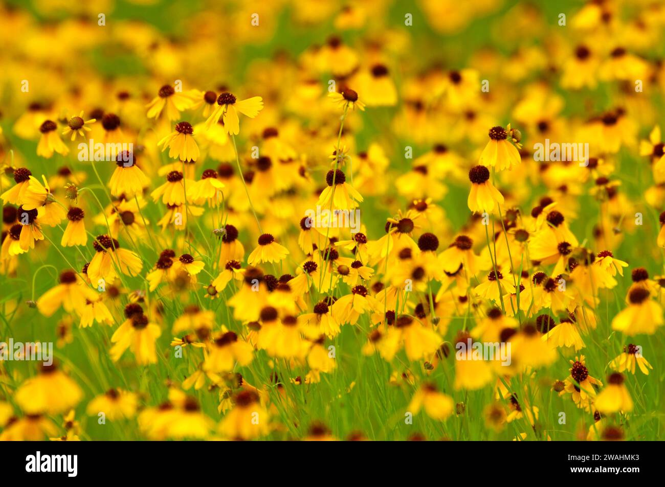 Yellow daisy, Inks Lake State Park, Texas Stock Photo - Alamy