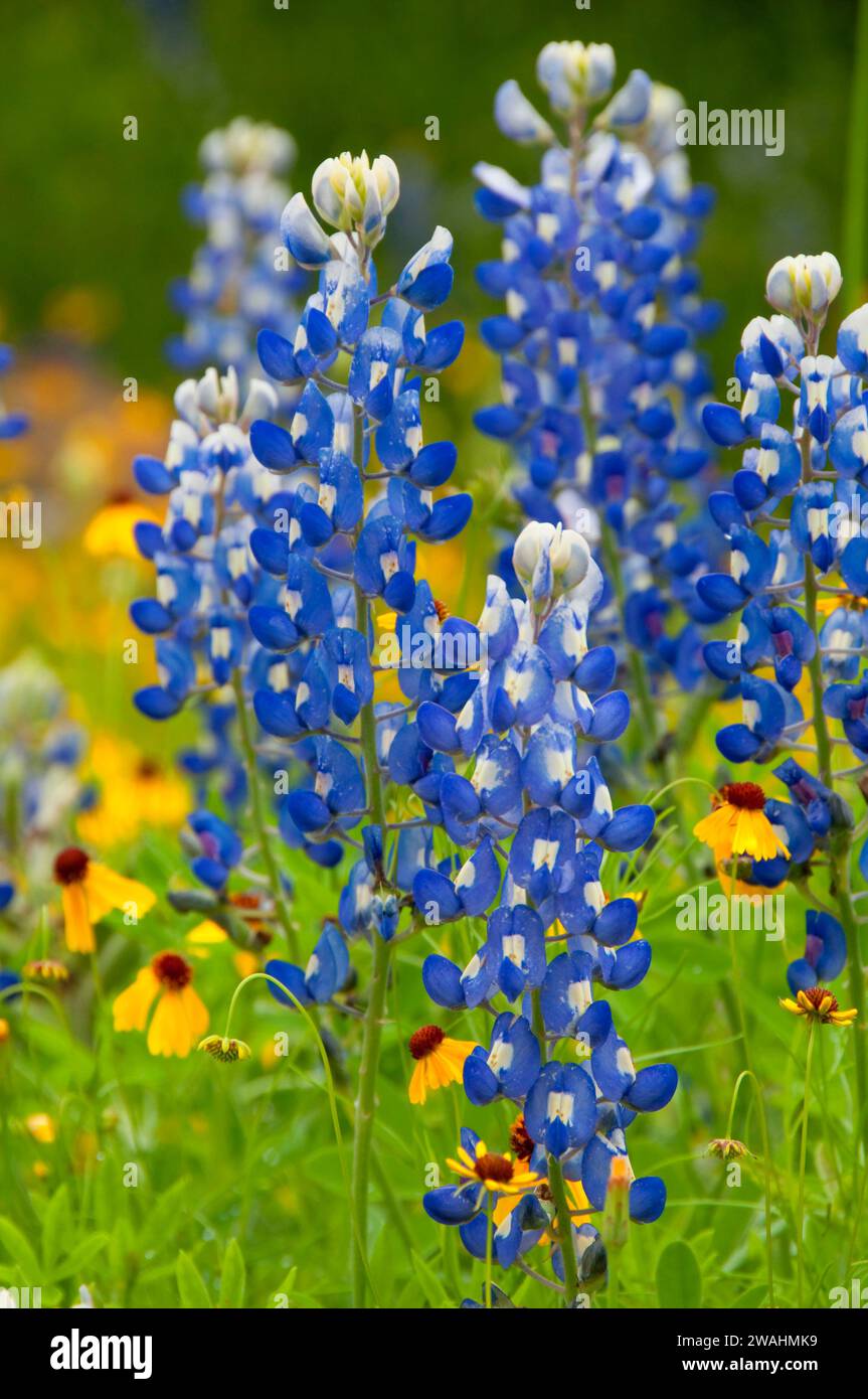 Texas bluebonnet with yellow daisy, Inks Lake State Park, Texas Stock ...