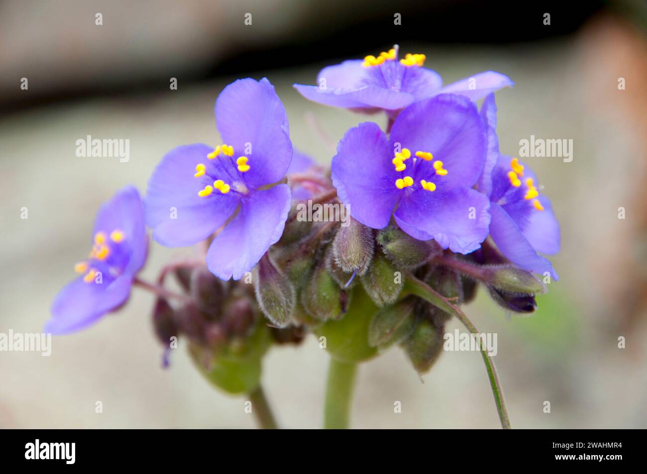 Spiderwort, Inks Lake State Park, Texas Stock Photo - Alamy