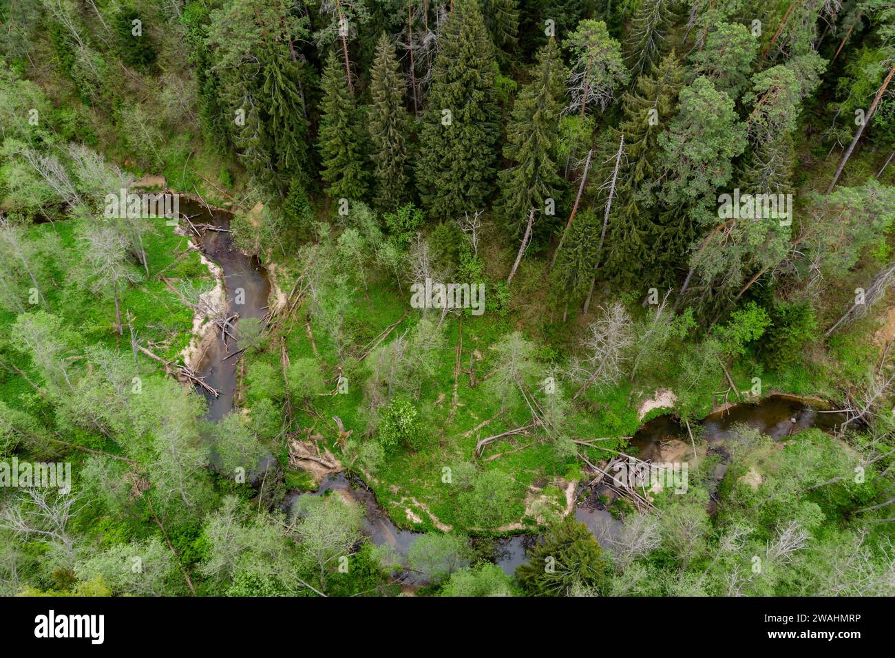 A small river Borinka flowing through a forest area, as seen from a ...