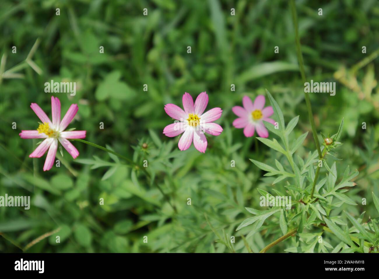 Top view of a light pink colored Cosmos genus flower known as the king ...