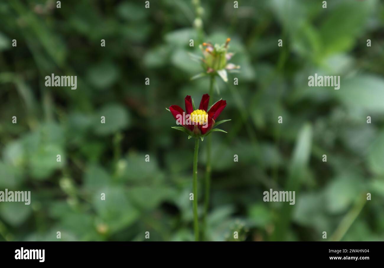 Slightly opened petals hi-res stock photography and images - Alamy