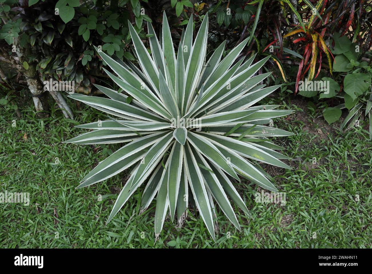 View of a globe shaped, garden plant that has thorny leaves with white ...