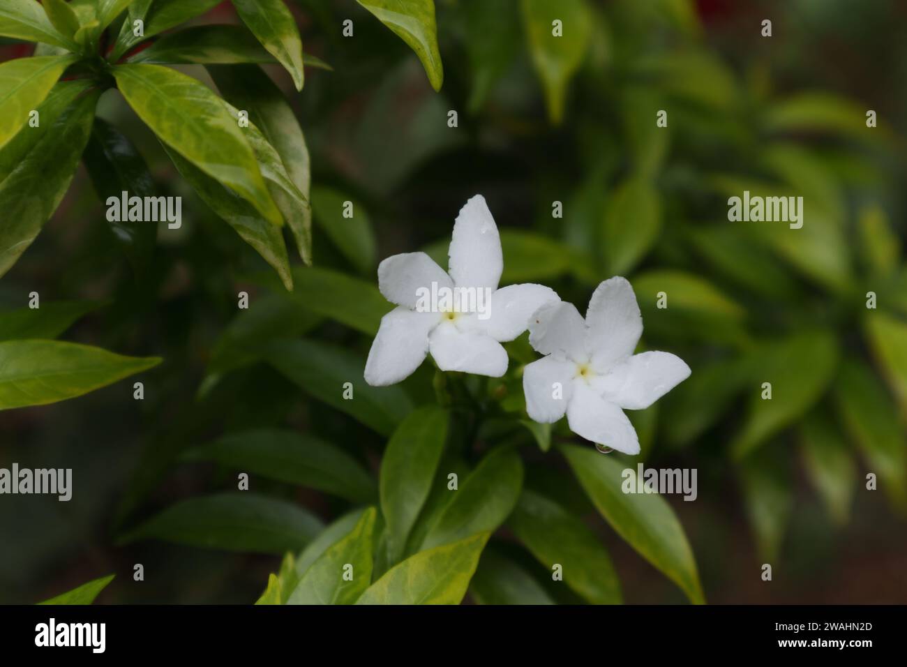 Dwarf crape jasmine hi-res stock photography and images - Alamy