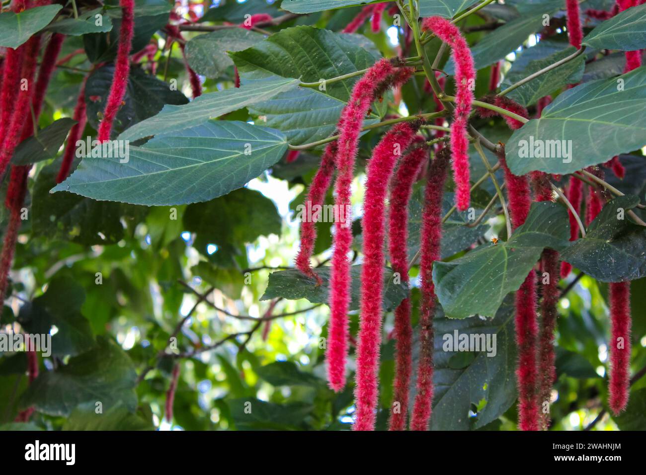 Flowers at Kings Botanical Garden in Peradeniya, Kandy, Sri-Lanka ...