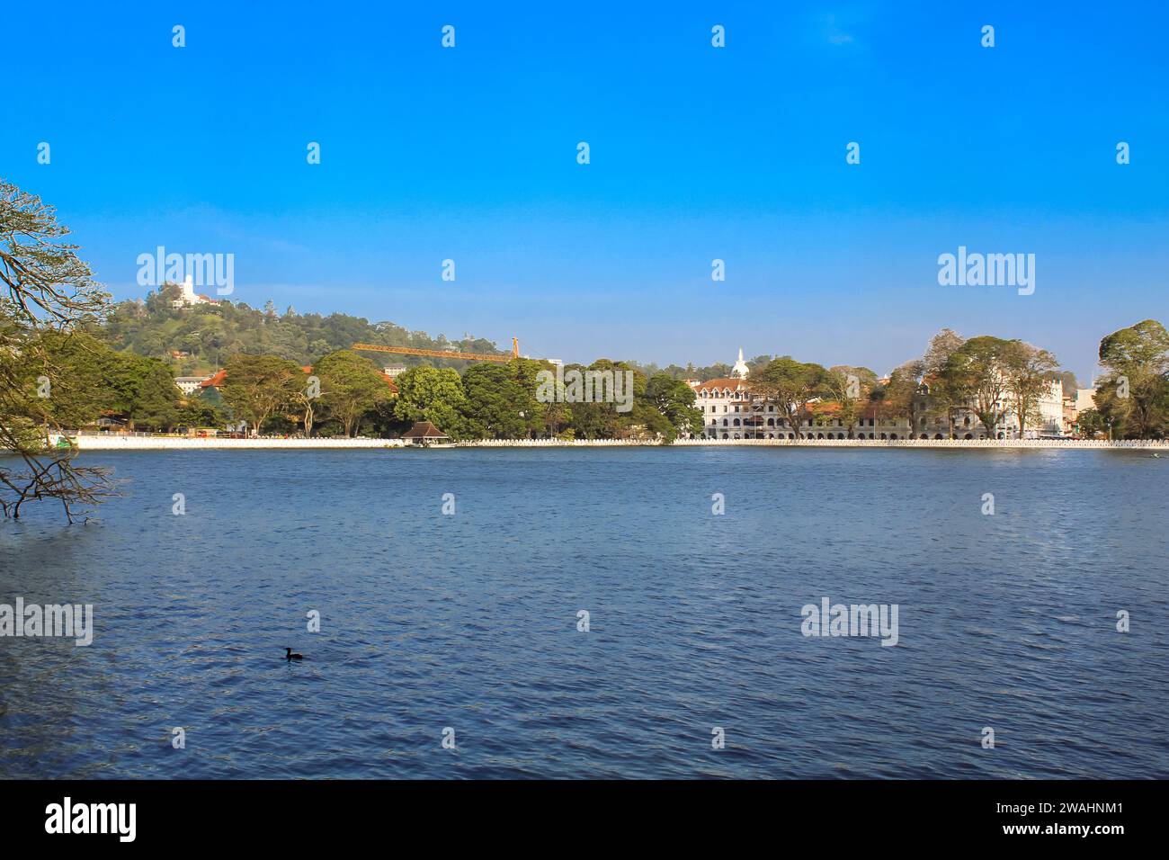Magical light at the jungles in Kandy, Sri Lanka in the early morning ...