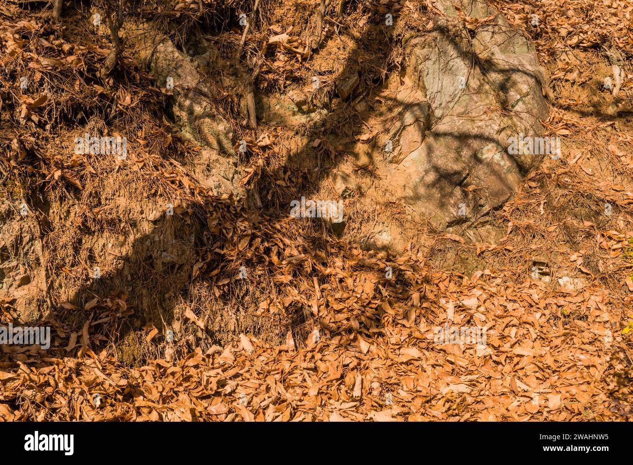 Shadows falling across dry leaves and large boulders in late afternoon ...