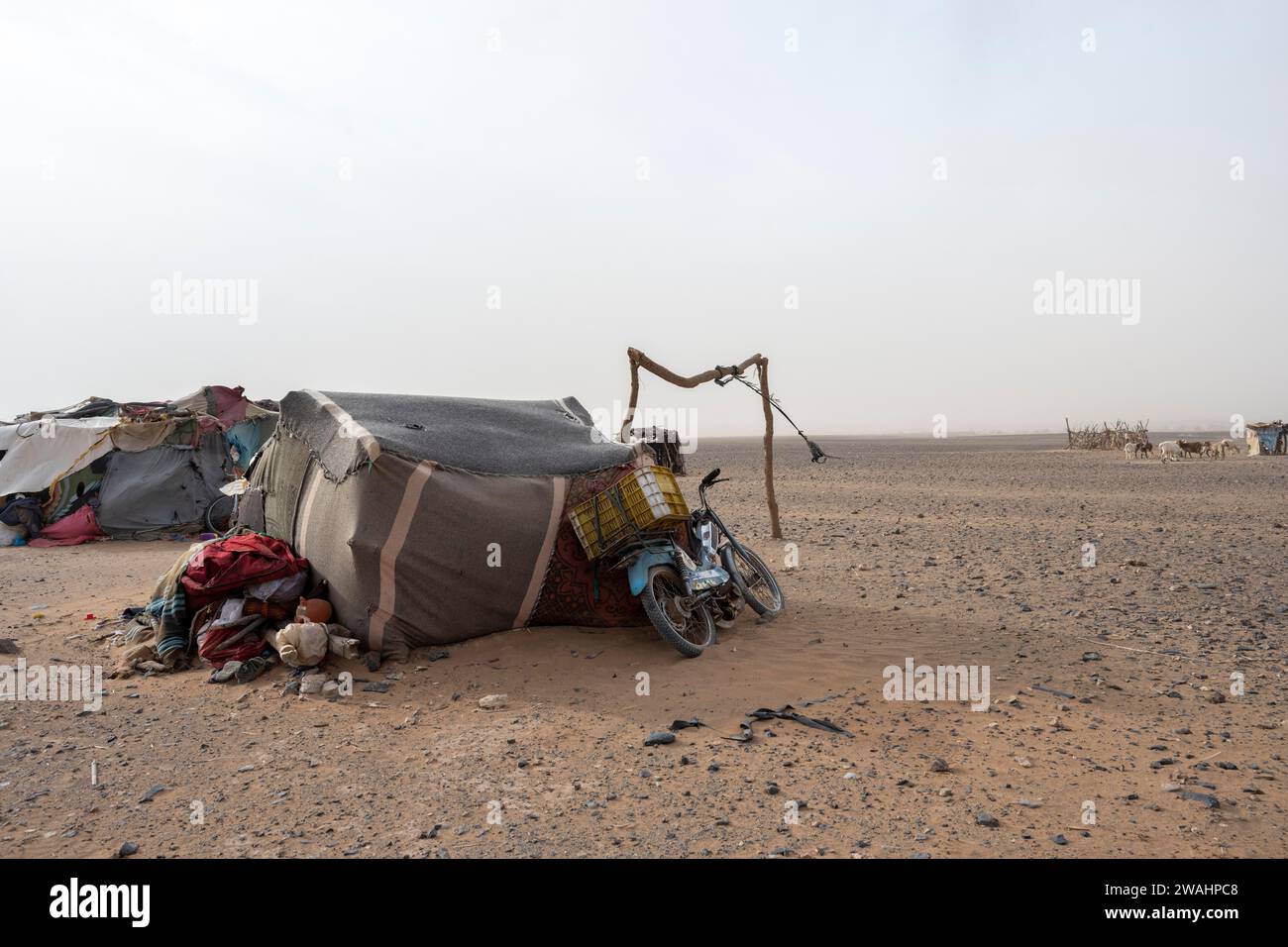 Nomadic tradition of the sahara hi-res stock photography and images - Alamy