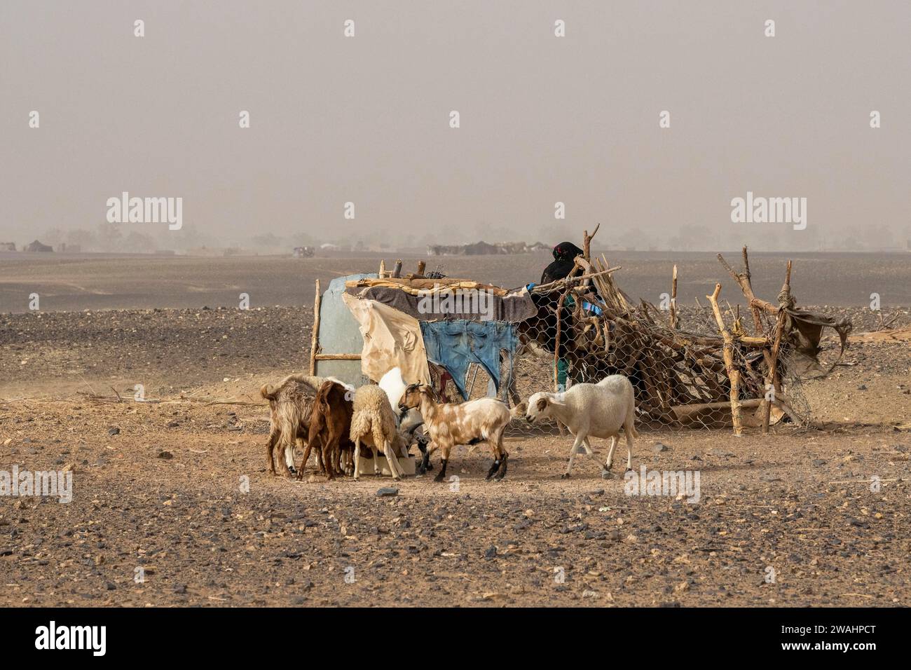 Domestic life of the tribe hi-res stock photography and images - Alamy
