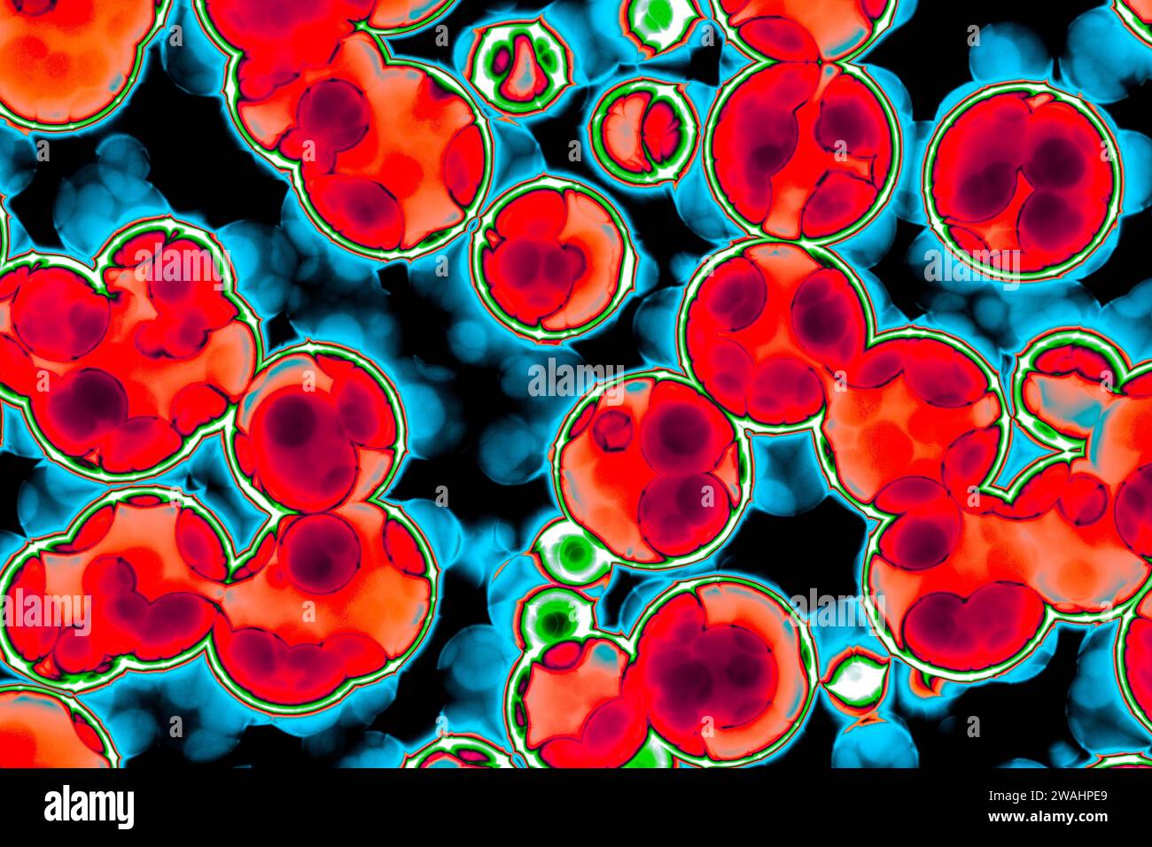 Shape Of Bacterial Cell Cocci Bacilli Spirilla Bacteria Background