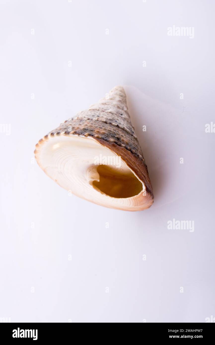 Beautiful sea shell on a white background Stock Photo - Alamy