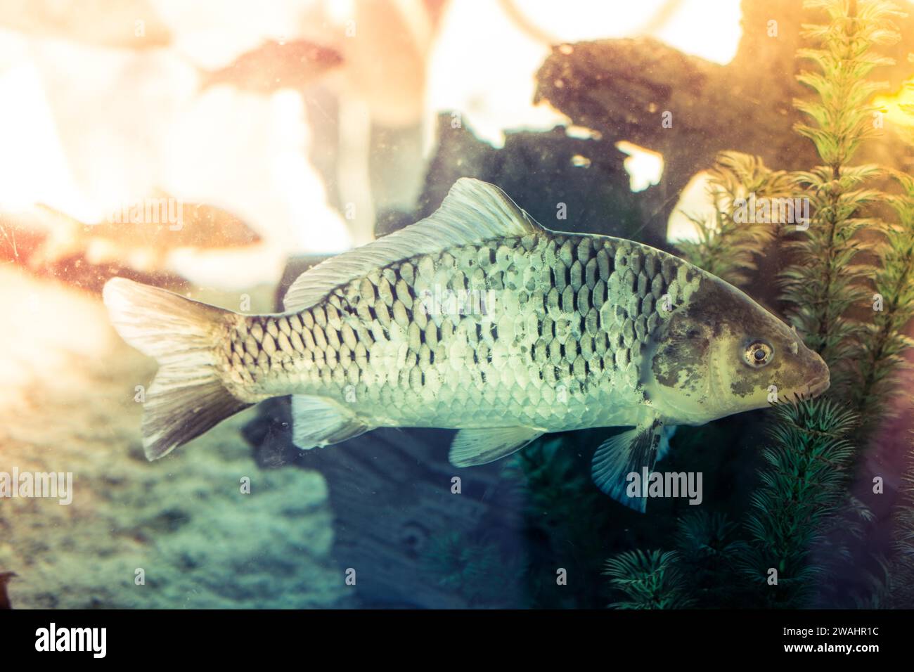 Little fish swims in aquarium hi-res stock photography and images - Alamy