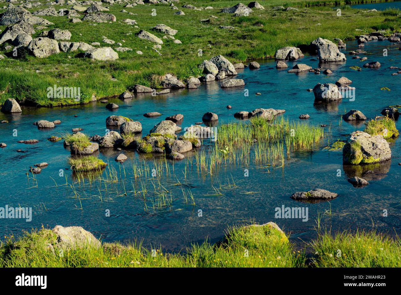 Wild grass by the pond on highland in Artvin in Turkey Stock Photo - Alamy