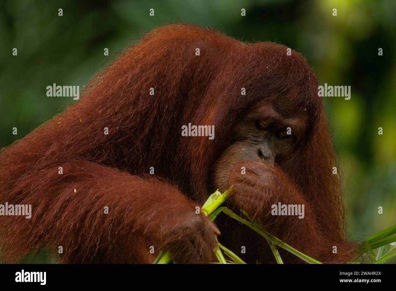 Adult orangutan considering whether he should eat the grass stick ...