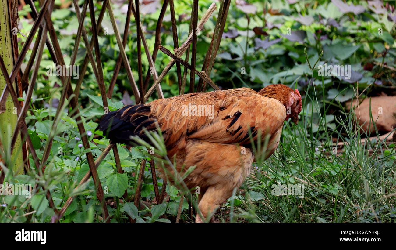 Organic Free Range wild Chickens on a traditional poultry farm walking ...