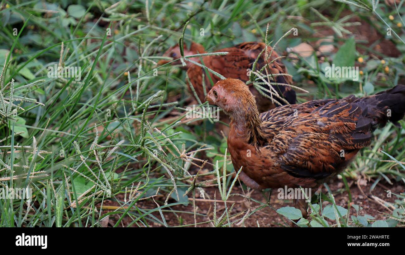 Organic Free Range wild Chickens on a traditional poultry farm walking ...
