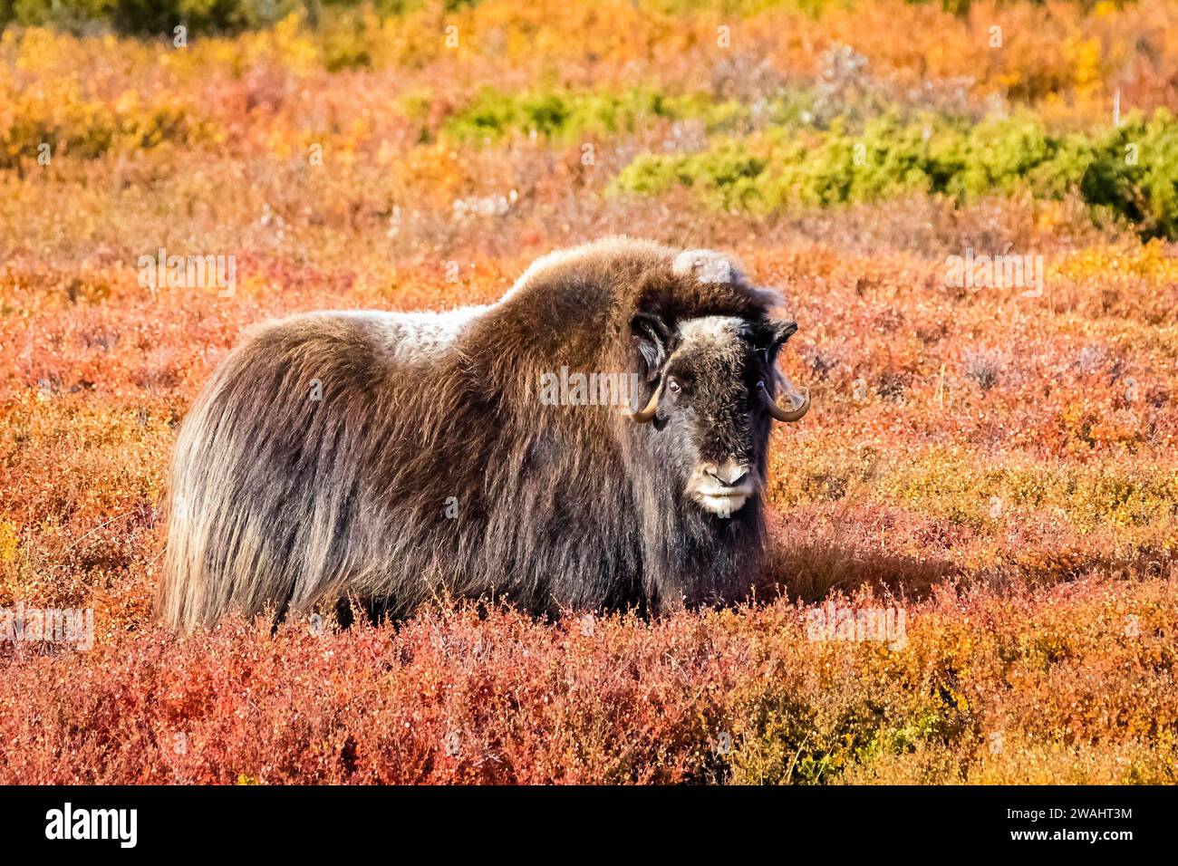 Musk ox (Ovibos moschatus), in Dovrefjell, Norway, calf, young animal ...