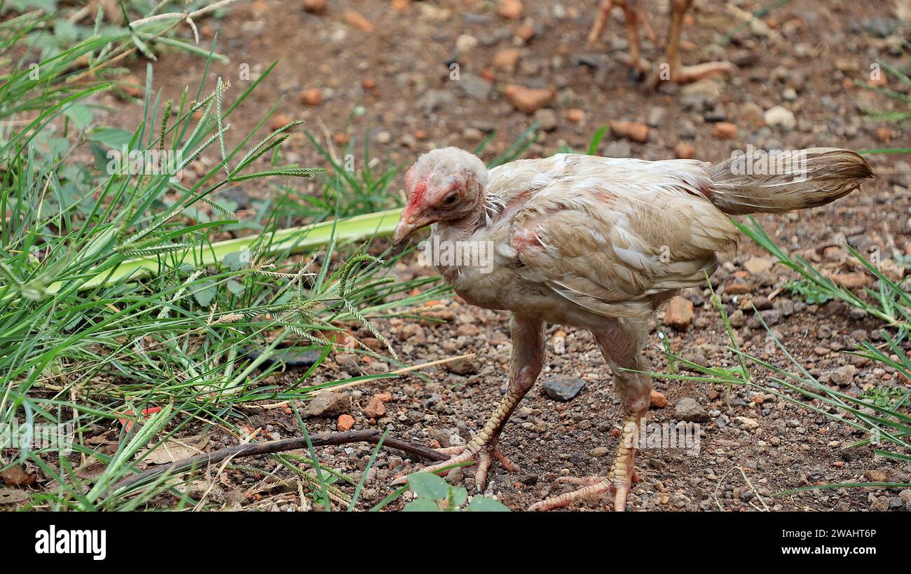 Organic Free Range wild Chickens on a traditional poultry farm walking ...