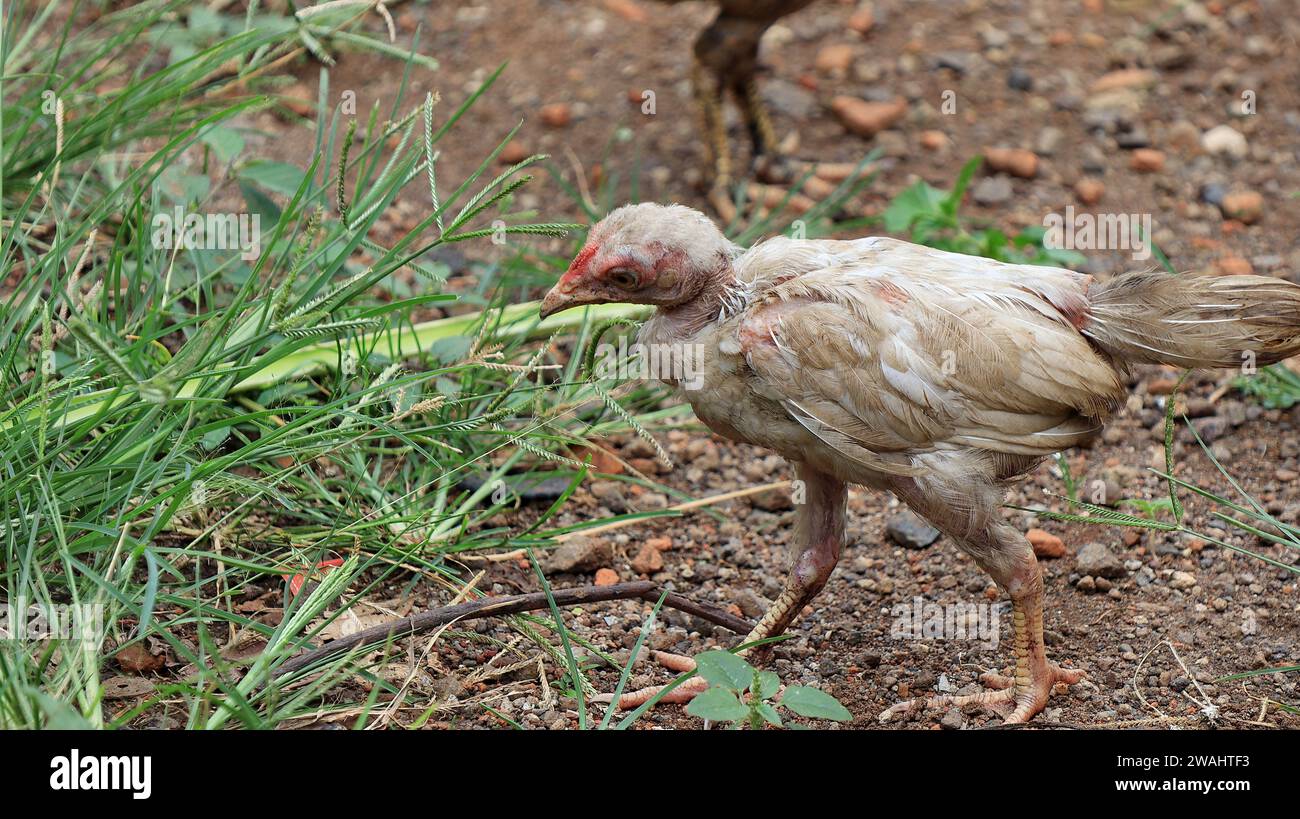 Organic Free Range wild Chickens on a traditional poultry farm walking ...