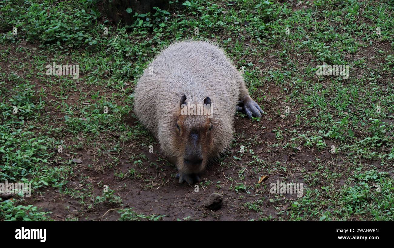 Animal Capybara or Hydrochaeris hydrochaeris Sitting in a Field Stock ...