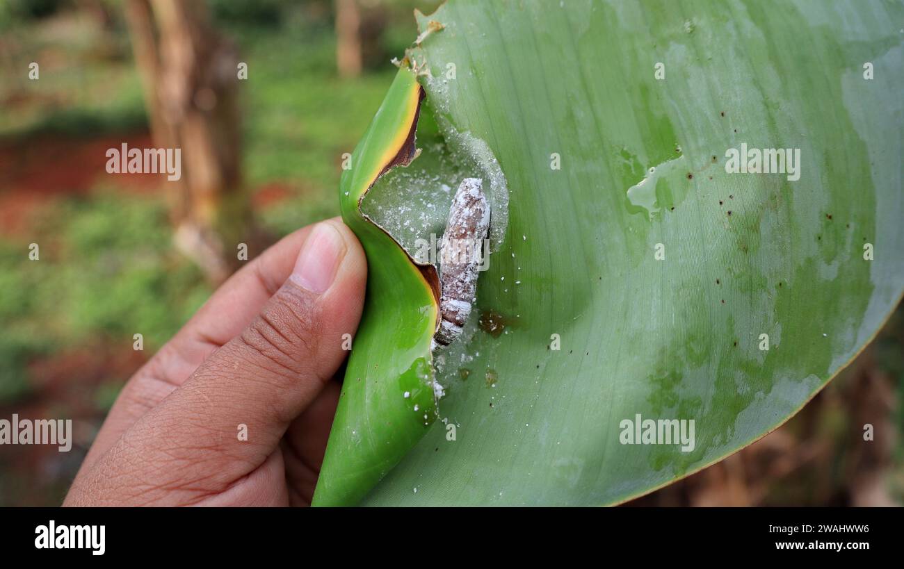 Banana skipper caterpillar hi-res stock photography and images - Alamy