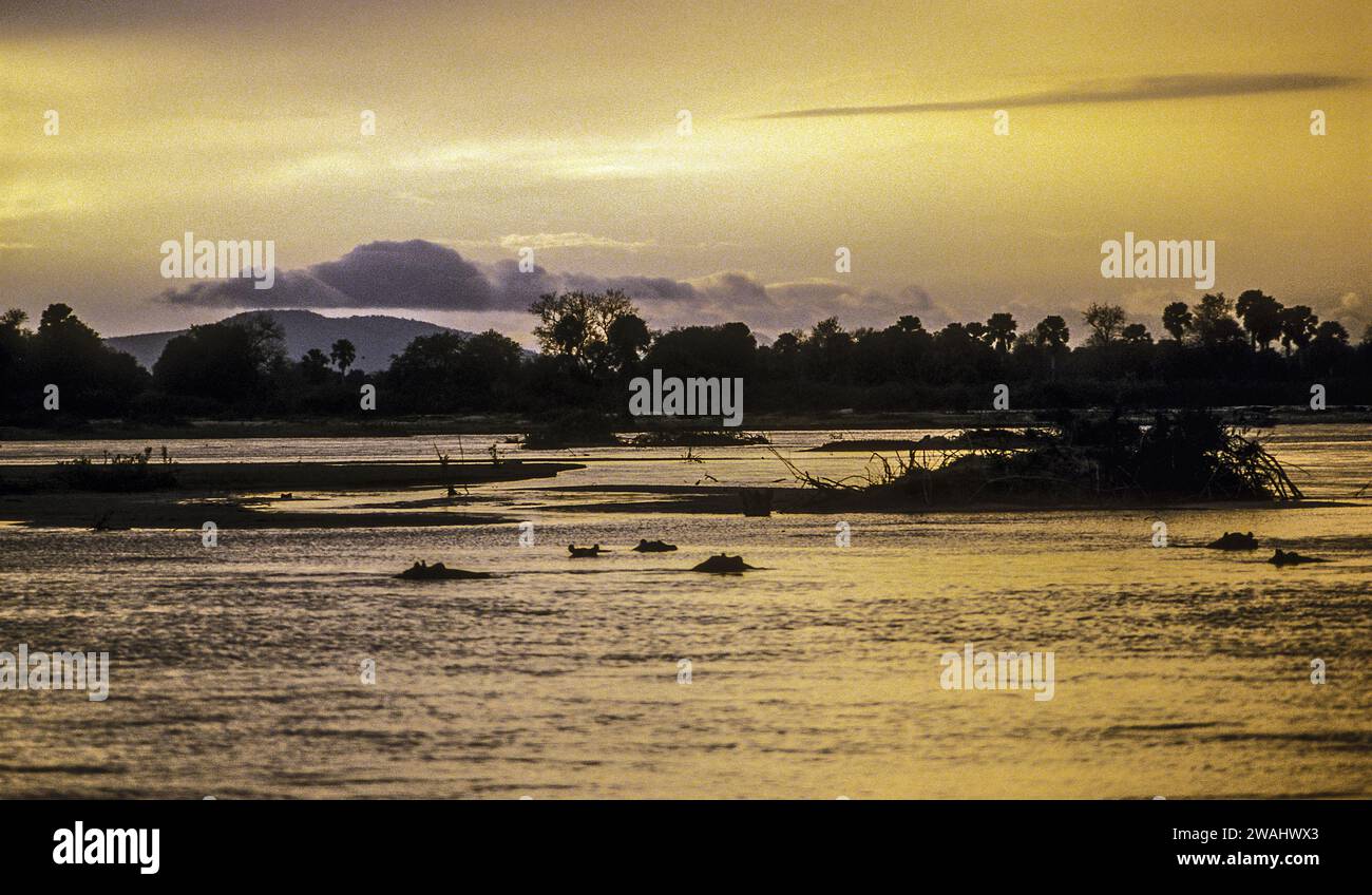 Sunset over the Rufiji River, with silhouetted hippopotami,Selous Game ...